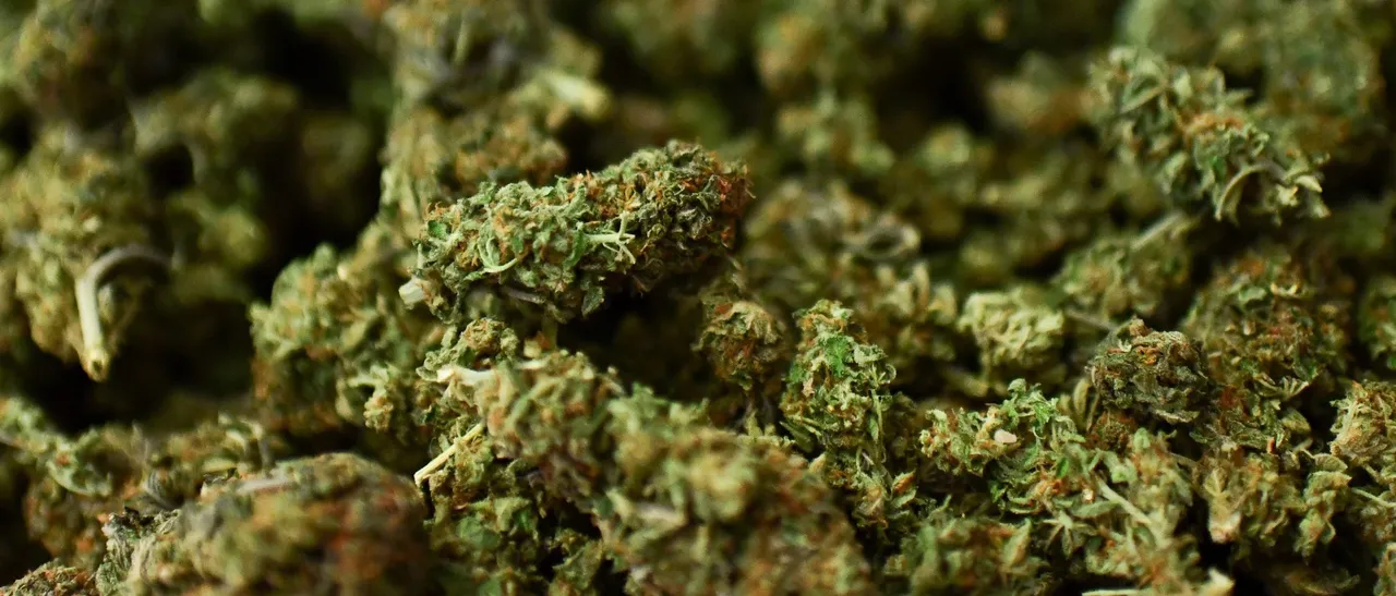Weed Advocates Are Ramping Up Lobbying Efforts And Notching Wins | The ...