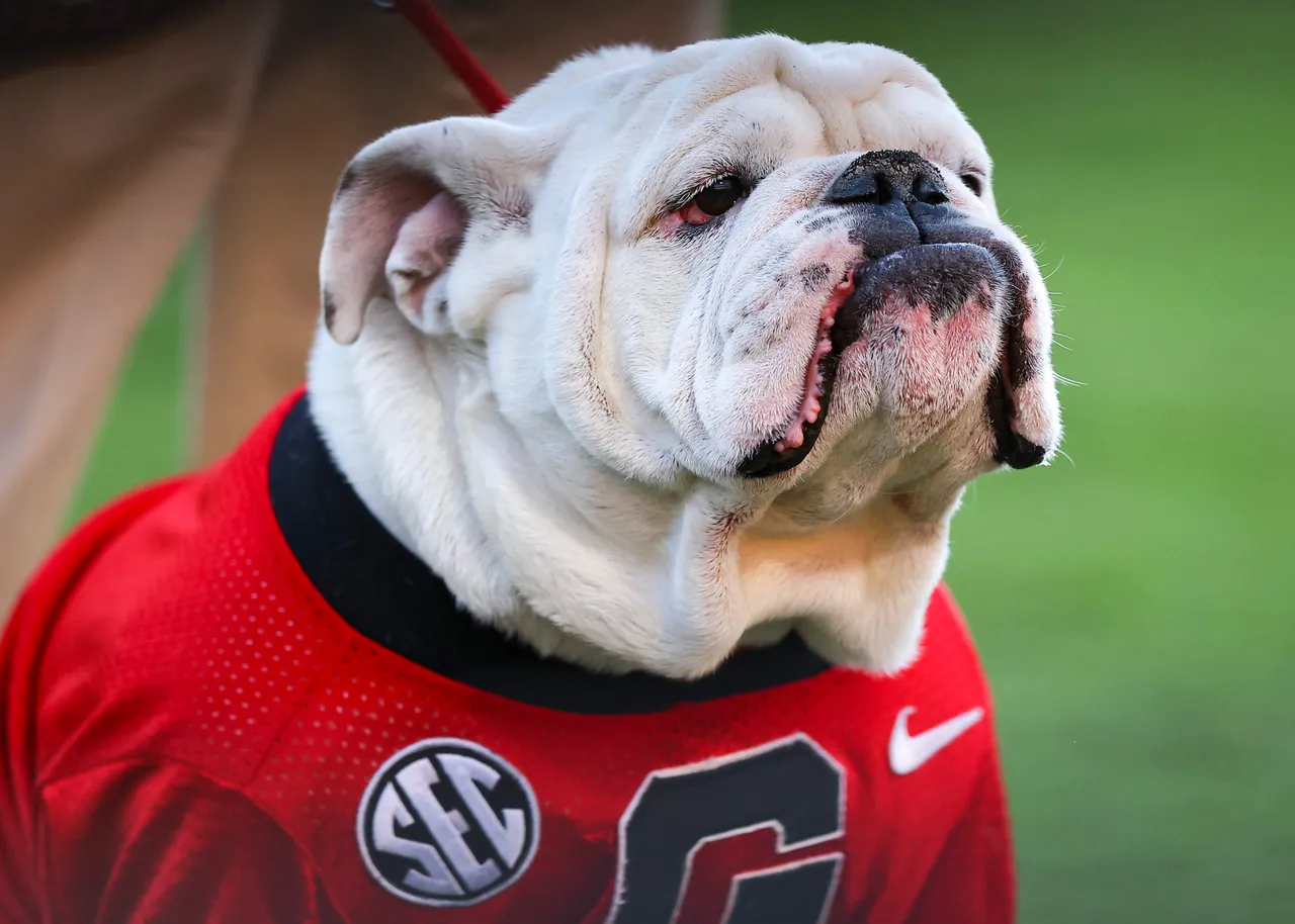 Say It Ain’t So! Beloved Georgia Football Mascot Uga Dies | The Daily ...