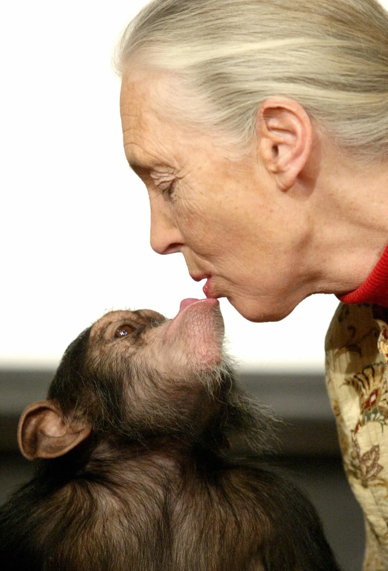 Jane Goodall Dies At 91 | The Daily Caller