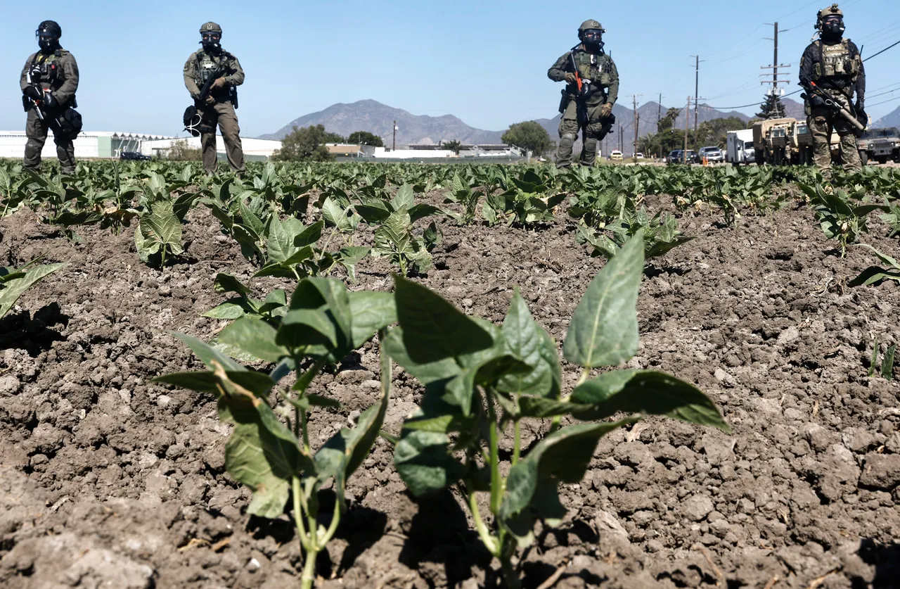 Major Democrat Donor Has Sizeable Stake In Pot Company Raided By ICE ...