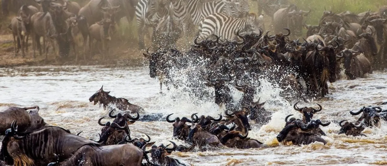 Dead Wildebeests Clog This African River Every Year And It’s Great For ...