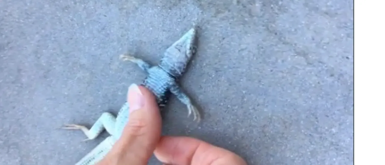 Woman Resorts To CPR To Rescue Drowned Lizard | The Daily Caller