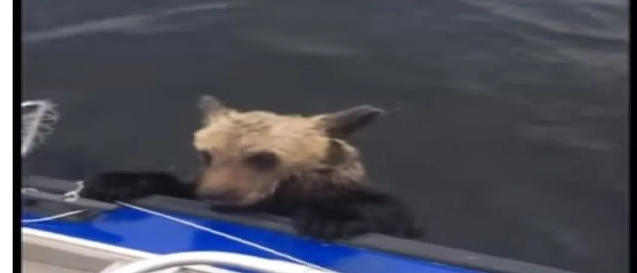 Russian Fishermen Rescue Bear Cubs From Drowning | The Daily Caller