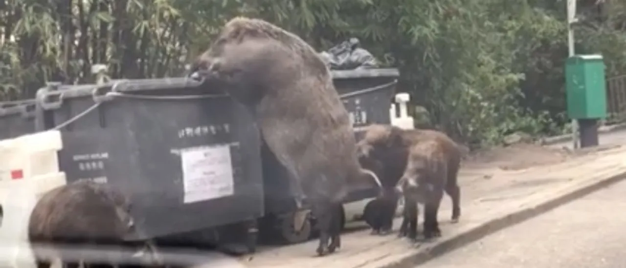 Somebody Needs To Kill This Gigantic Pig Rummaging Through Garbage ...