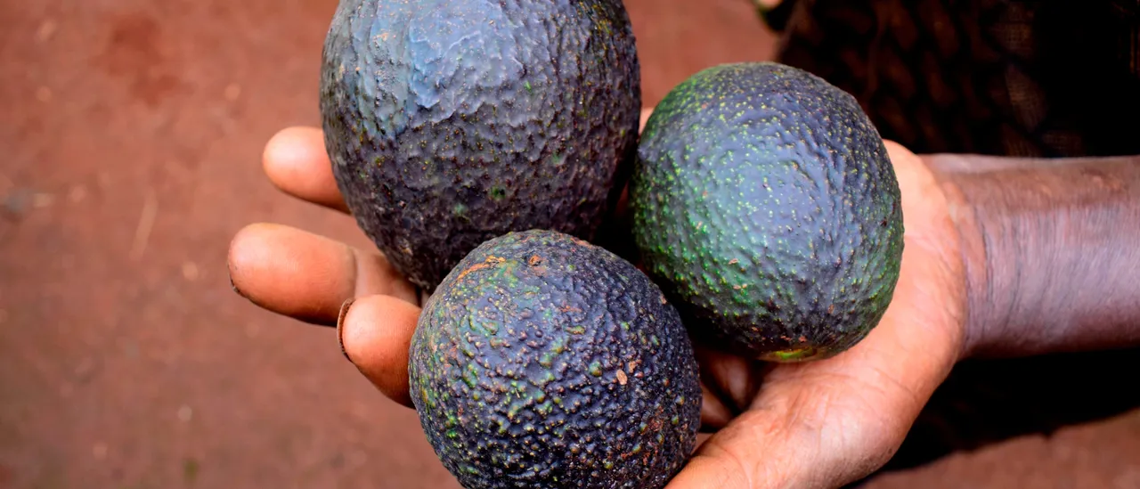 Media Warns Of Avocado Shortage From Trump Southern Border Closure ...