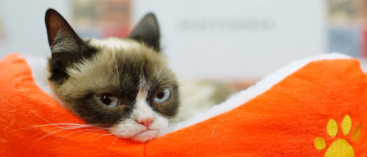 Grumpy Cat Dead At Age 7 | The Daily Caller