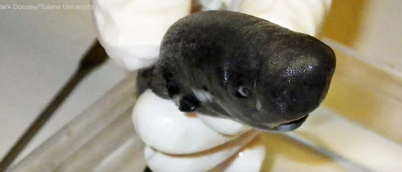Newly Discovered American Pocket Shark Glows In The Dark | The Daily Caller