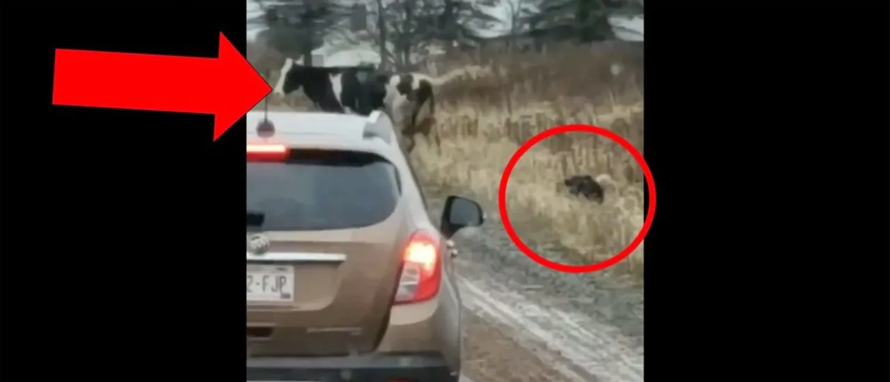 Cow Attacks Man In Wild Viral Video | The Daily Caller