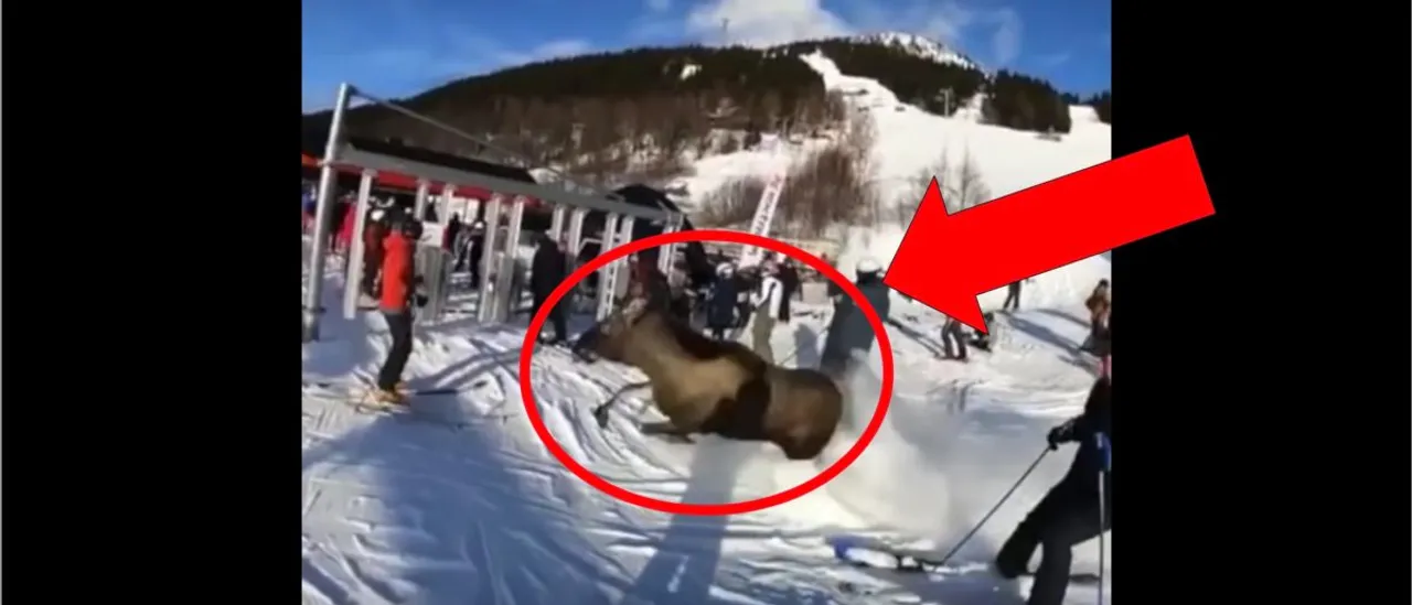 Moose Runs Down Ski Slope Full Of People In Wild Video | The Daily Caller