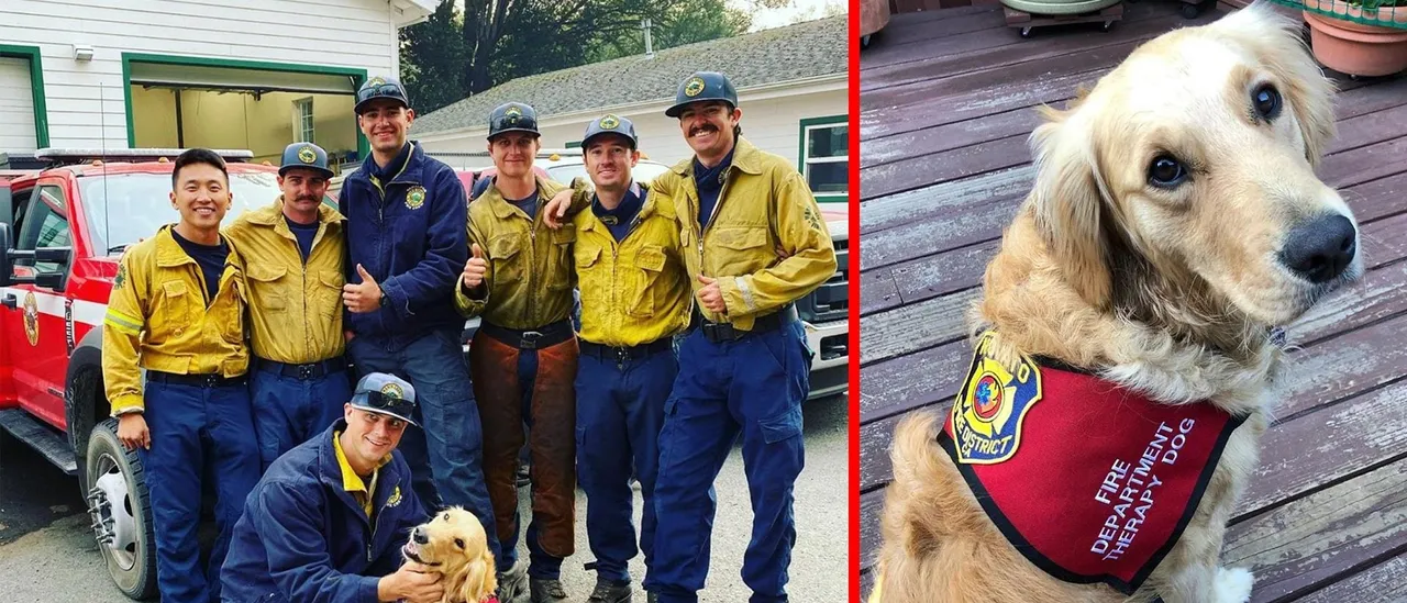 Meet The Hero Dog That Saves Firefighters’ Lives After The Flames Are ...