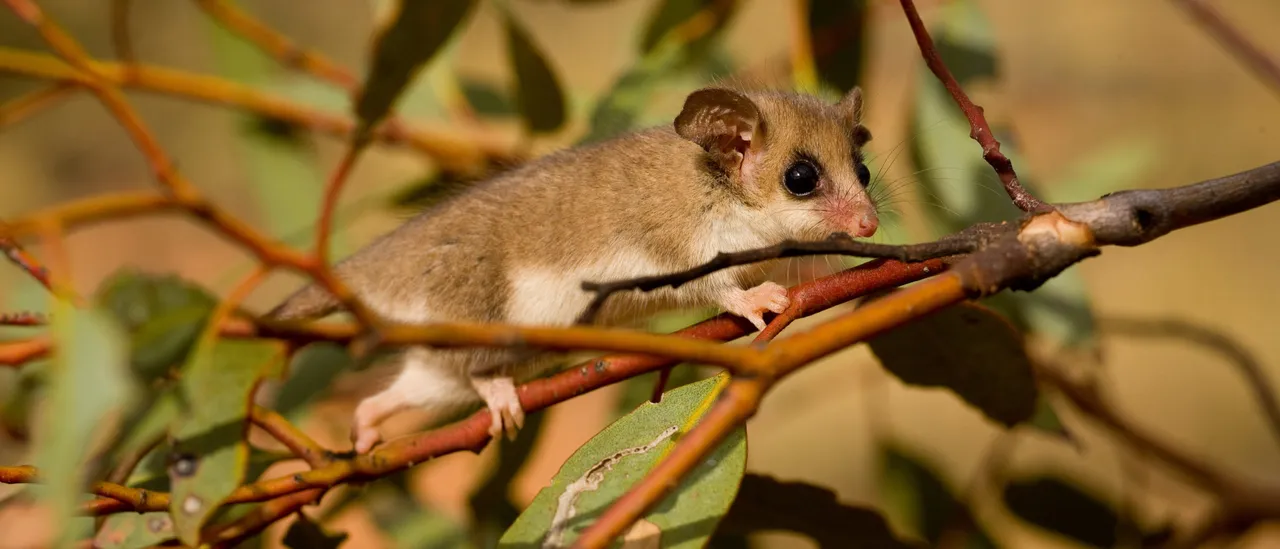 ‘World’s Smallest Possums’ Found Alive After Being Feared Locally ...