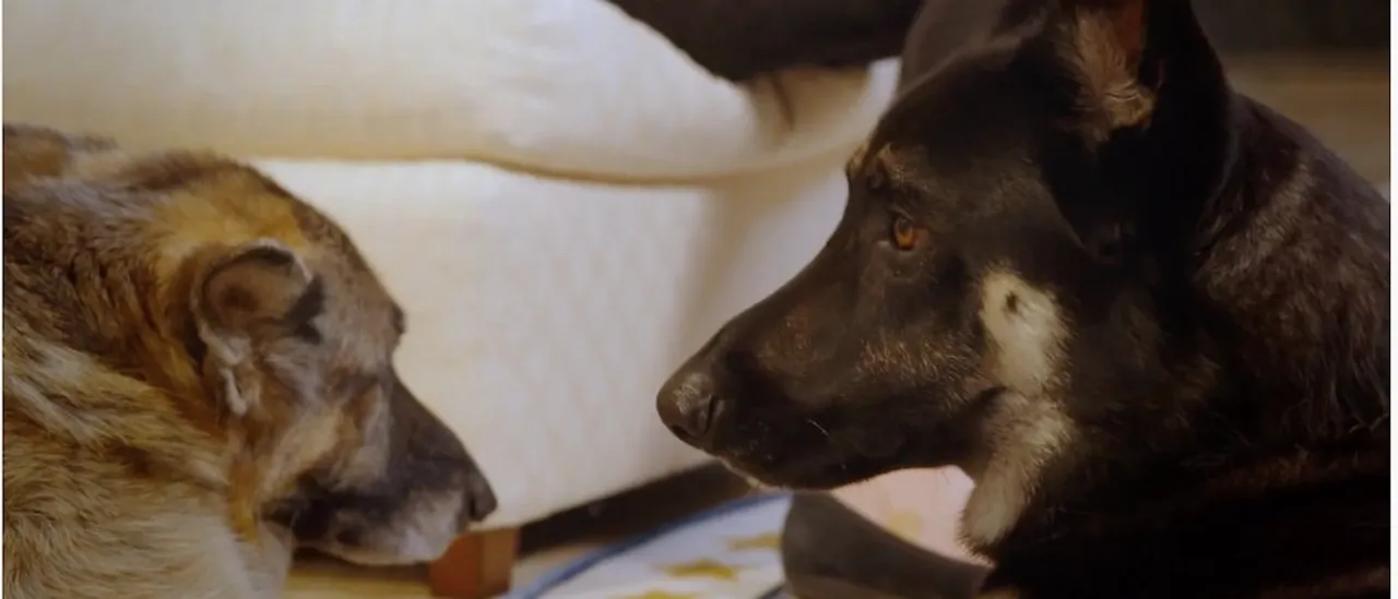 Biden Says Major’s ‘Being Trained Now,’ That Pup Wasn’t Banished And ...