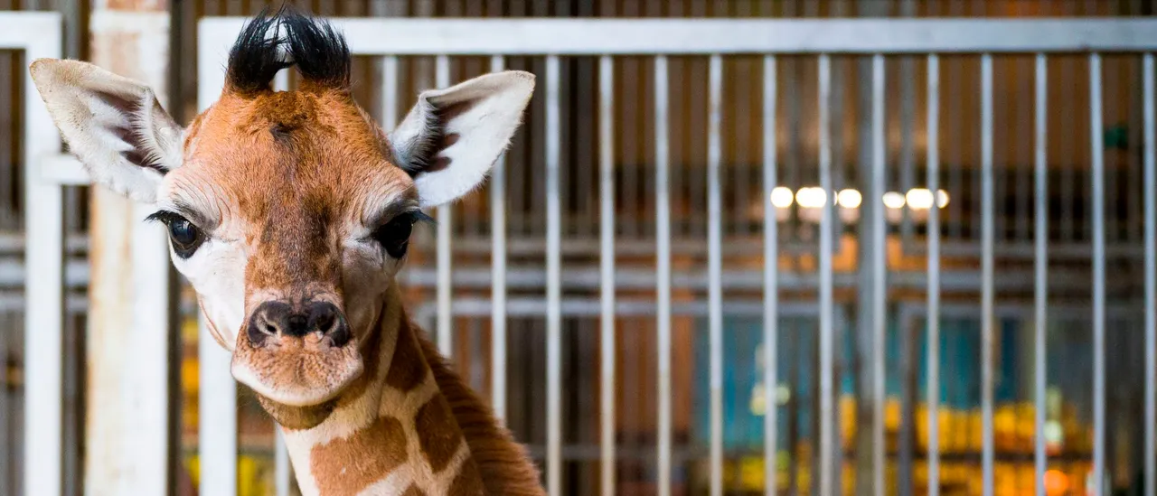 3 Endangered Giraffes Electrocuted To Death | The Daily Caller