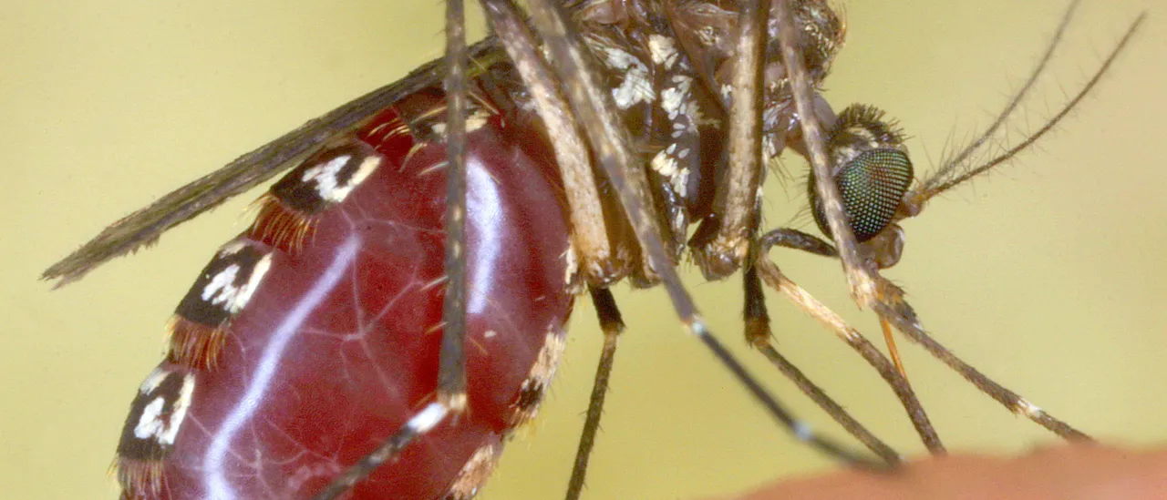 One Billion Genetically Engineered Mosquitoes Will Be Released For A ...