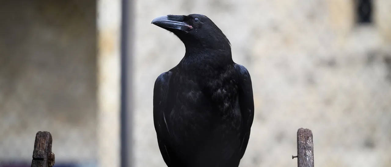 Nature Vs. Robot: Raven Attacks Drone In Mid-Air During Delivery ...