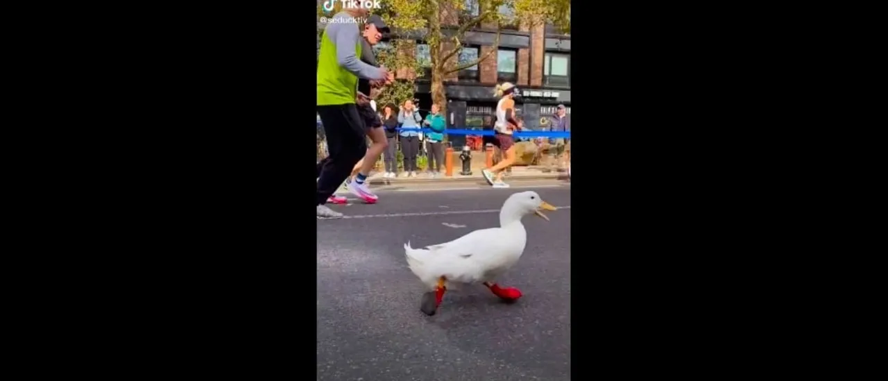 Video Showing Duck Running In NYC Marathon Is Quacking Up The Internet ...