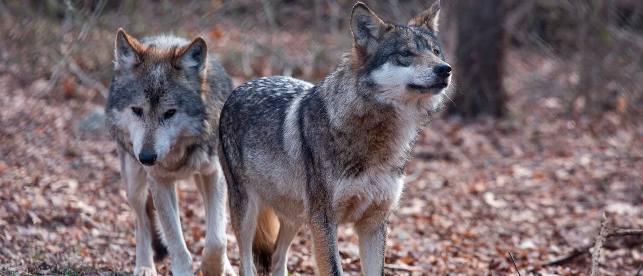 Texas ‘Ghost Wolves’ Might Hold The Genetic Key To Reviving Extinct ...