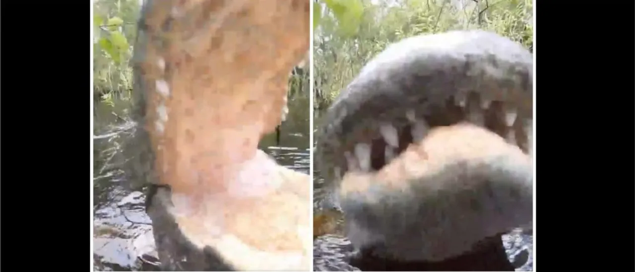 Alligator Tries To Eat A GoPro In Scary Viral Video | The Daily Caller