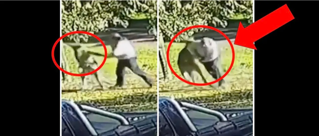 Man Fights A Kangaroo In Absurd Viral Video | The Daily Caller