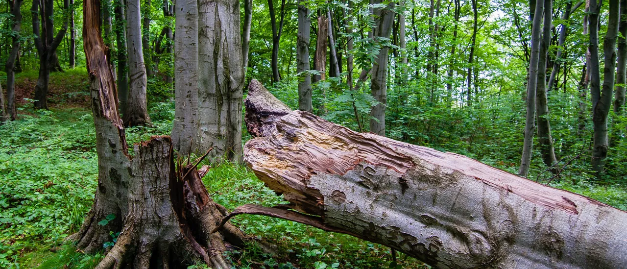 Tree Falls On 7-Year-Old Girl While Camping With Family At National ...