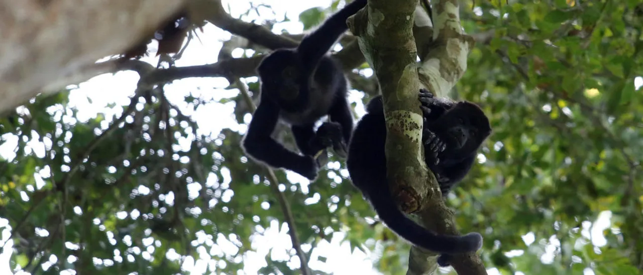 World’s Chubbiest Monkey Dies After Failing Fat Camp: REPORT | The ...