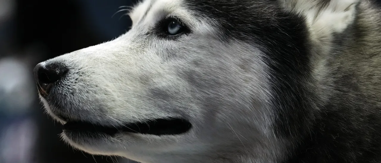 UConn’s Mascot Jonathan XIV Manages To Catch Flight To Final Four After ...