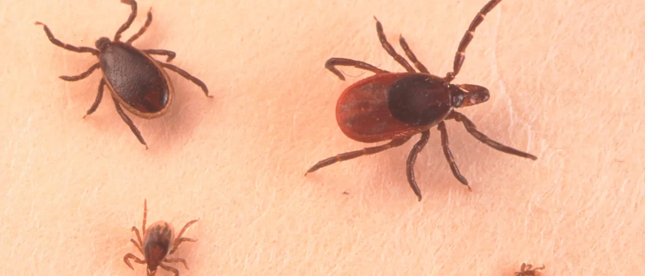 Tick-Borne Disease Spreading Across Parts Of The US, CDC Warns | The ...