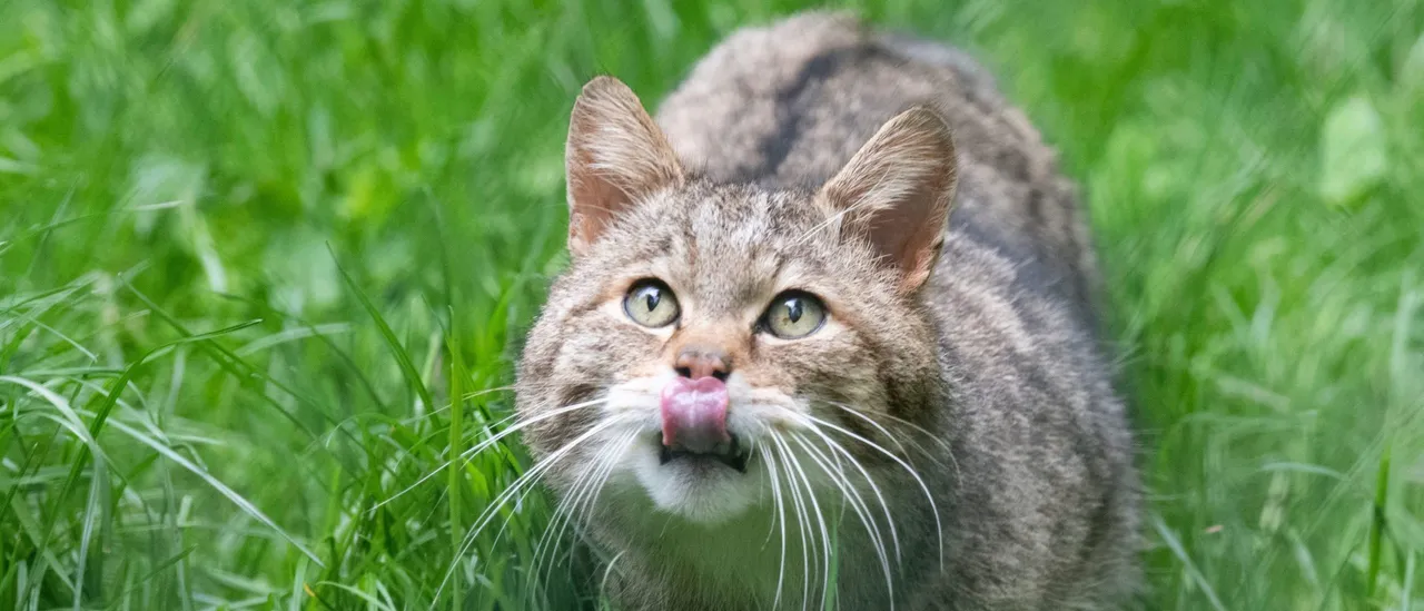 Florida Cat Sends 2 People To Emergency Room | The Daily Caller