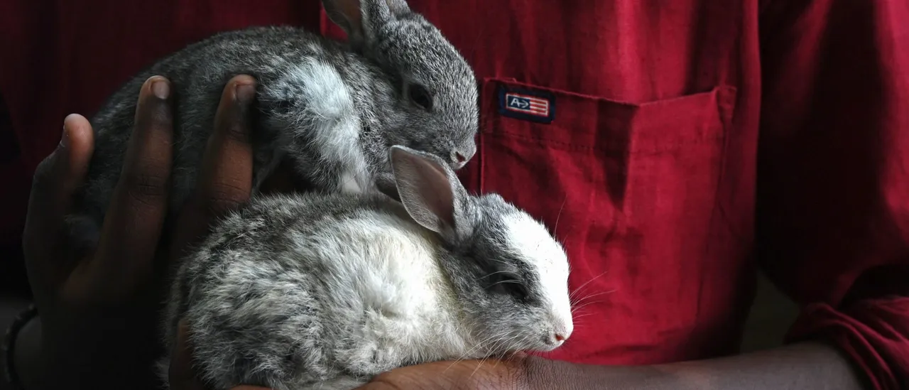 Florida Suburb Residents Fundraise To Ward Off Bunny Invasion | The ...