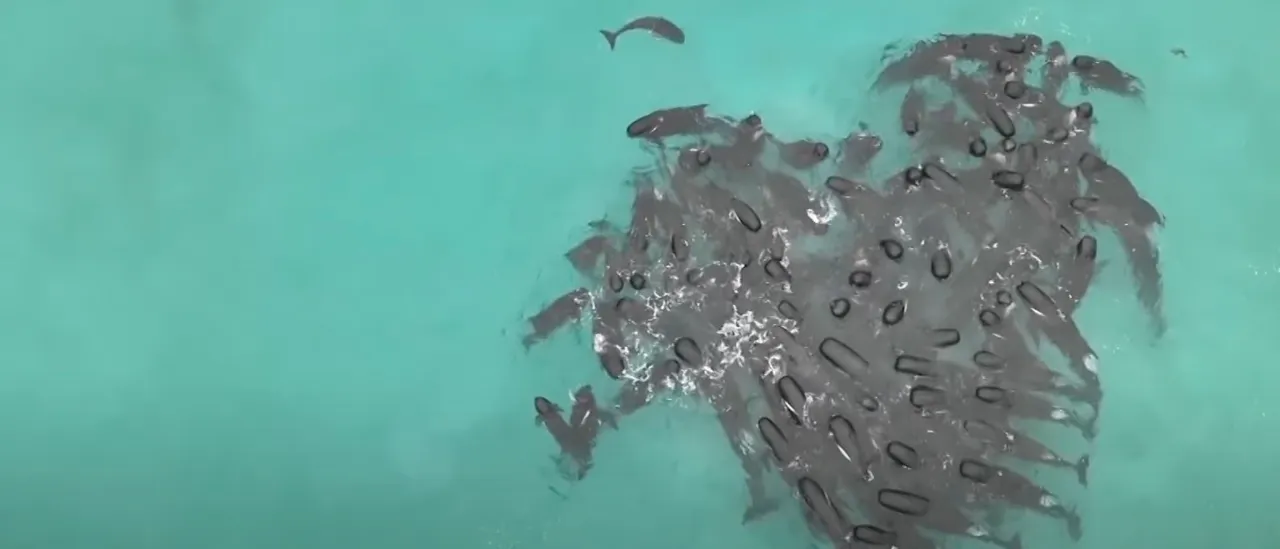 UPDATE: ‘Utterly Heartbreaking’: Nearly 100 Whales Beached In Australia ...