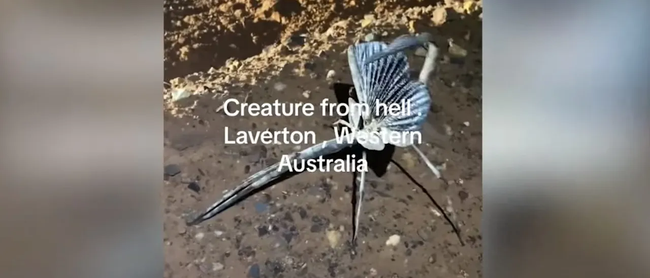 Mysterious ‘Creature From Hell’ In Viral Video Identified | The Daily ...