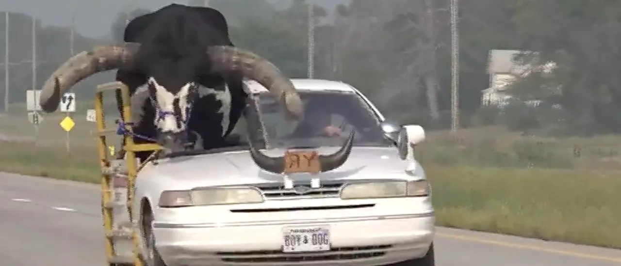 Nebraska Cops Pull Over Man With Full-Grown Bull In Passenger Seat Of ...