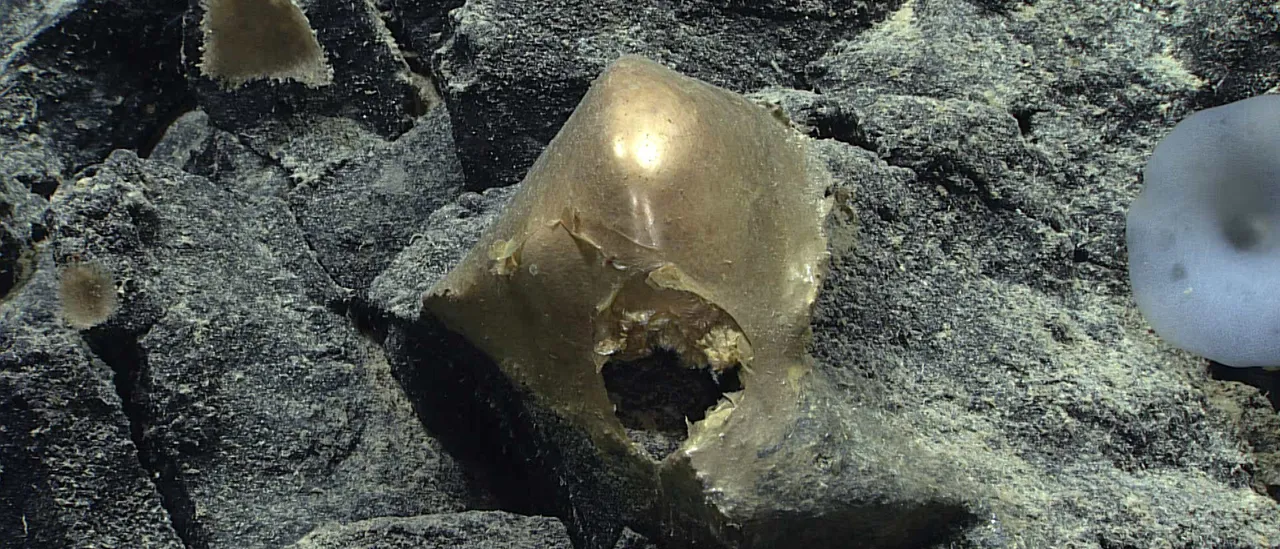 ‘Skin-Like’ Golden Orb Uncovered On Ocean Floor Near Alaska Is Blowing ...