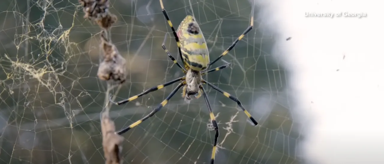 ‘Spreading Like Wildfire’: Parachuting Spiders ‘Here To Stay’ In East ...