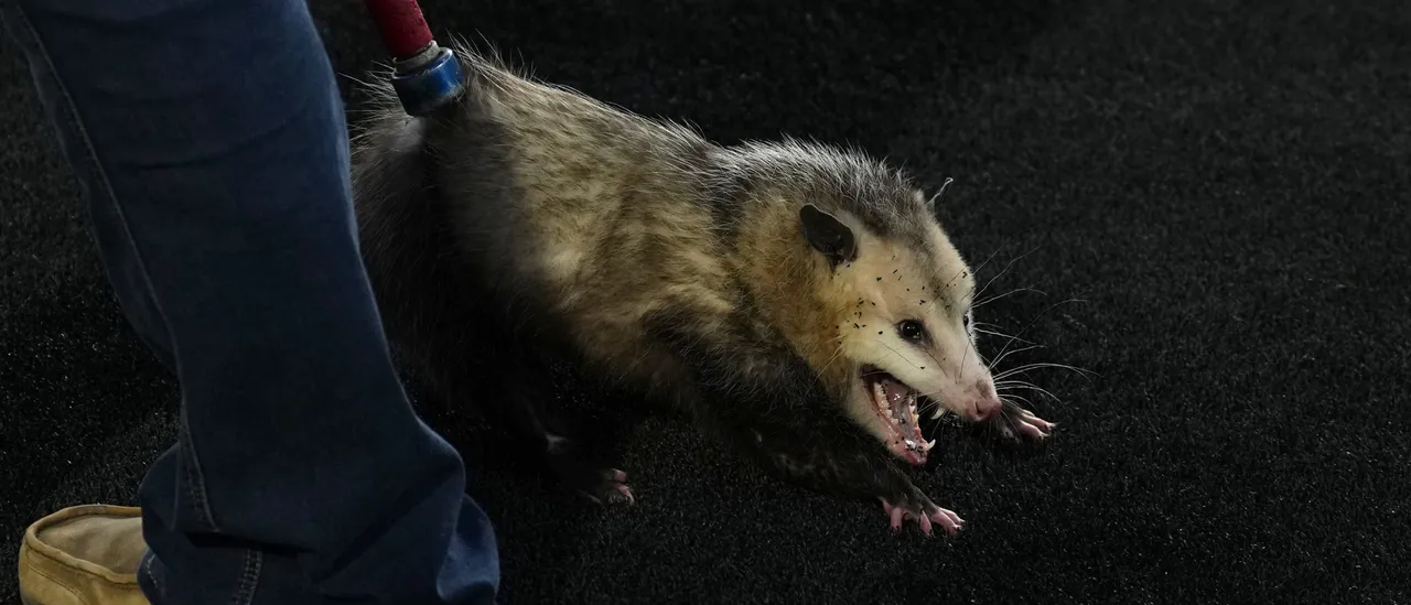 Video Shows Live Possum Doing His Best Christmas Ornament Impression ...