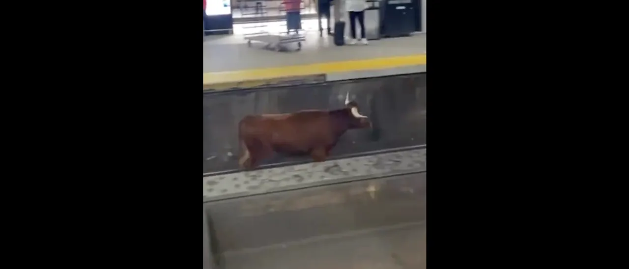 Bull Captured After Causing Major Transit Delays. Animal’s Origin ...