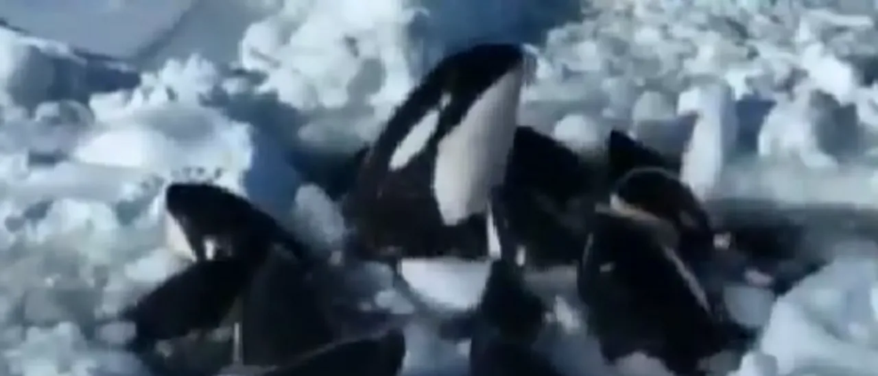 Video Shows Dozens Of Trapped Whales Attempt To Escape Drift Ice | The ...