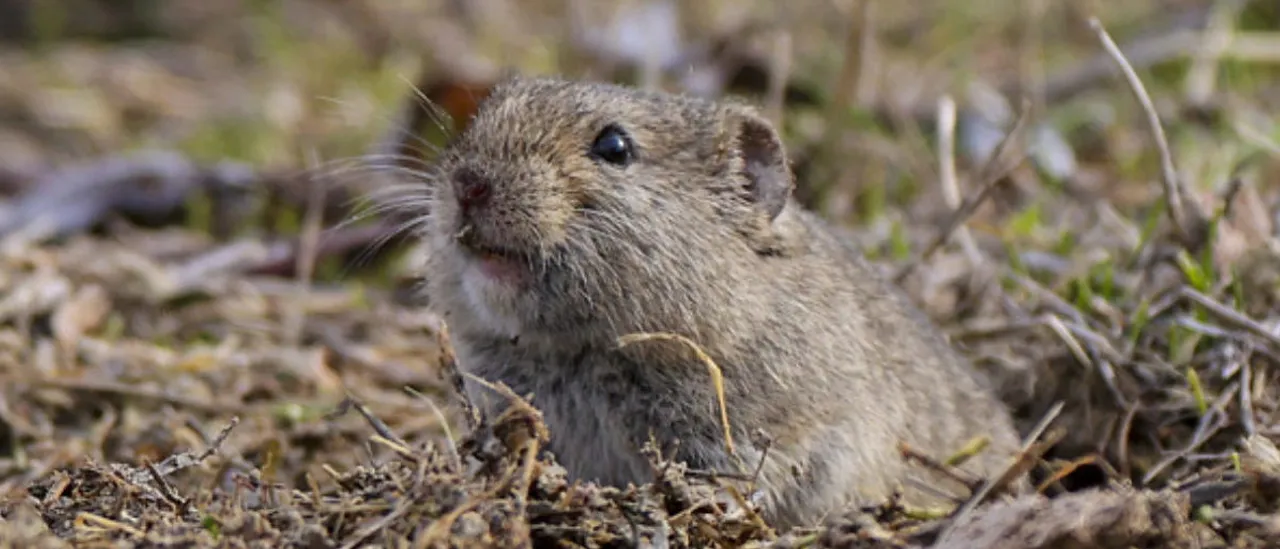 Hundreds Of Tons Of Poison To Be Dropped On Antarctic Mice By ...