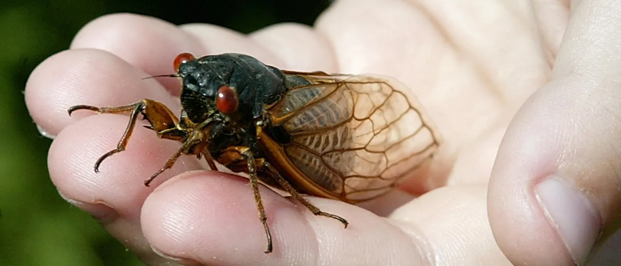 Residents Call Police On Noisy Cicadas | The Daily Caller