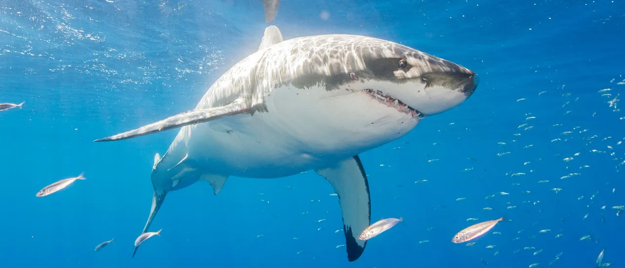 Video Shows Gargantuan Great White Shark Swimming Right By Fishermen In ...