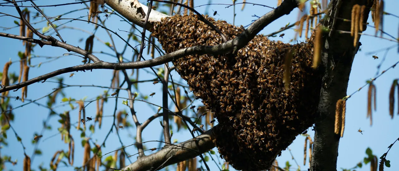 Bee Invasion At NYC Subway Entry Causes Commuter Chaos During Rush Hour ...