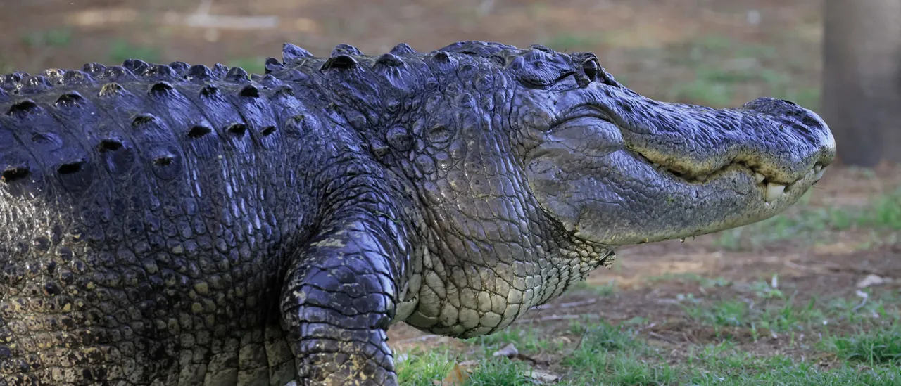 Sneaky Alligator Caught On Camera Hiding Under Shopping Carts | The ...