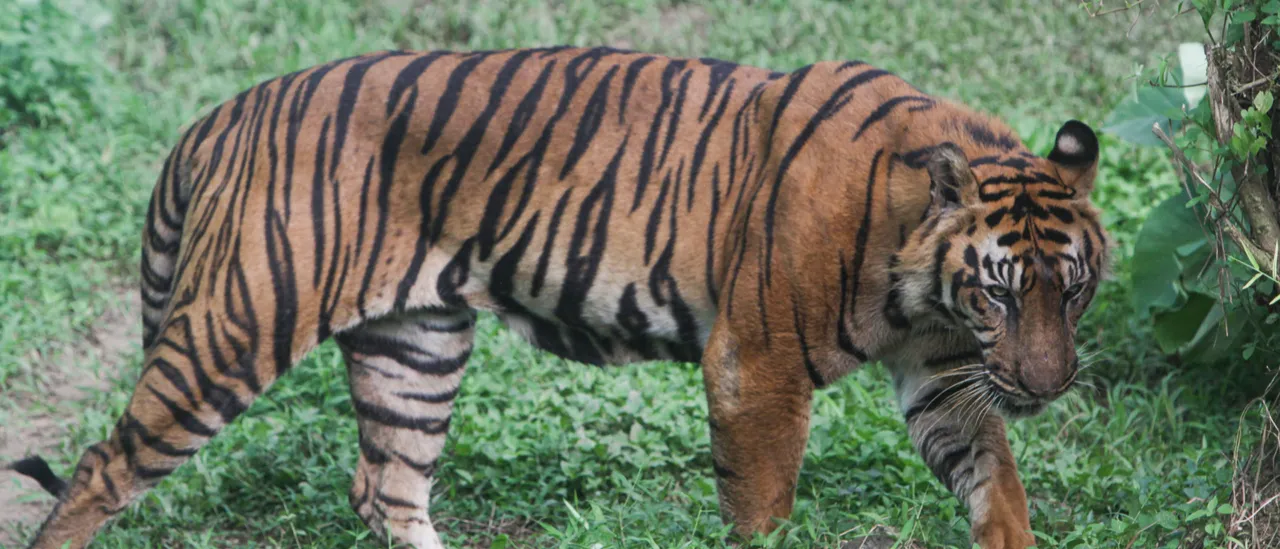 Video Shows New Jersey Woman Nearly Losing Hand To Tiger After ...