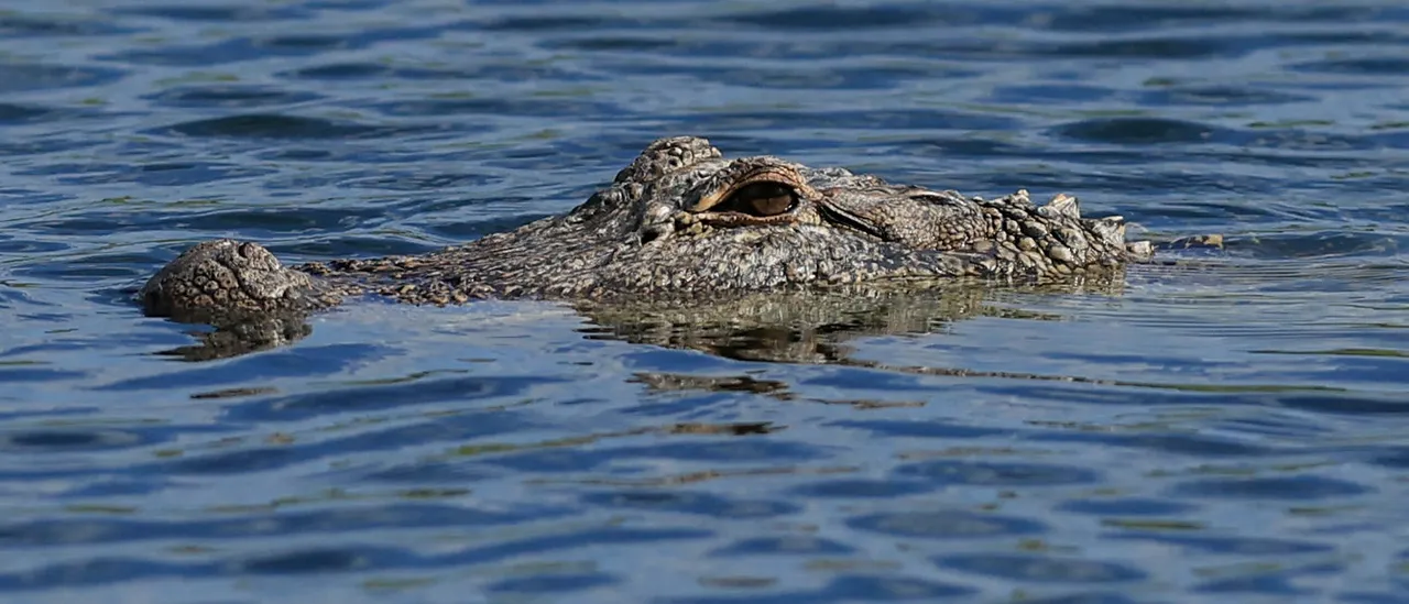 REPORT: Port Authority Investigating After Alligator Sighting In Lake ...