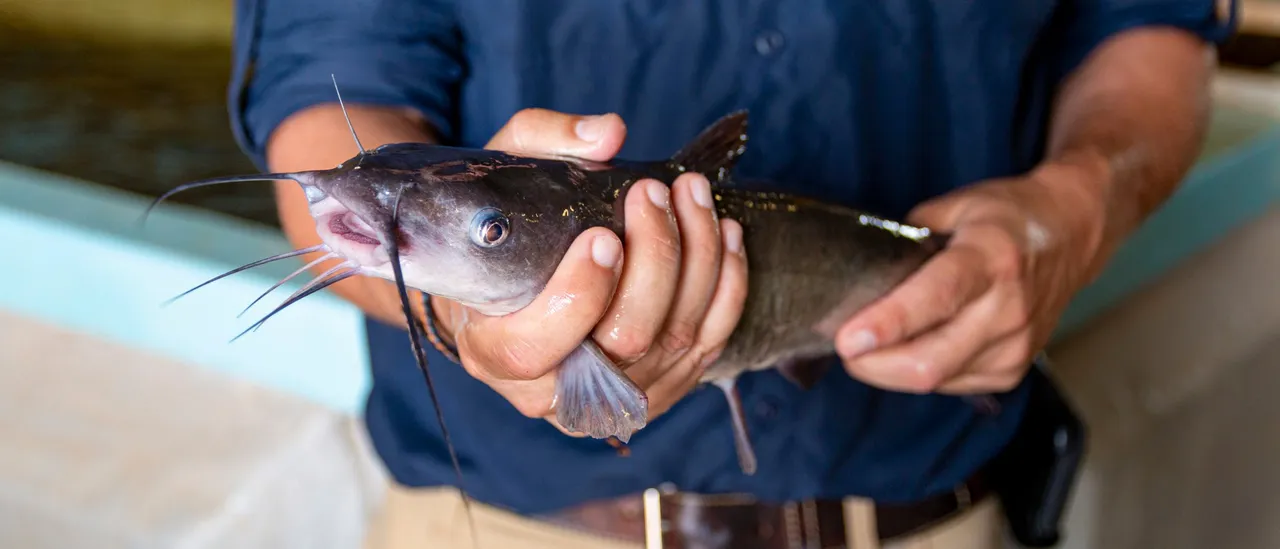 Alabama Farming Communities Are Battling Monster Catfish, University ...