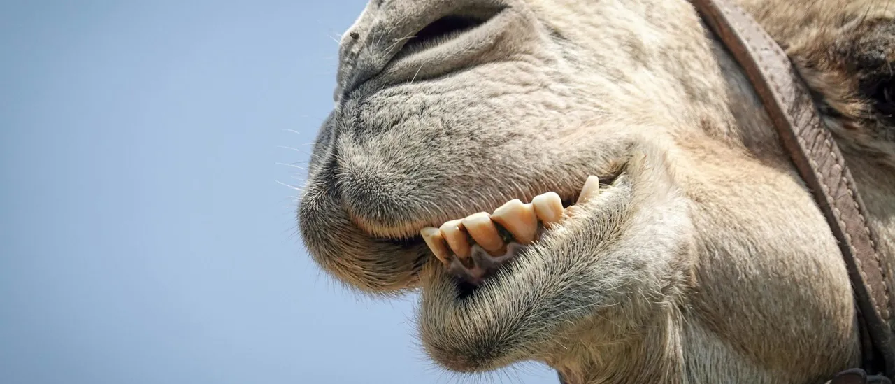 Camel Bites ‘1,000-Lb. Sisters’ Star, Leading To Arrest For Alleged ...