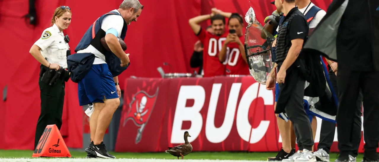 Panthers-Buccaneers Game Halted After Duck Finds Its Way On Field, Gets ...