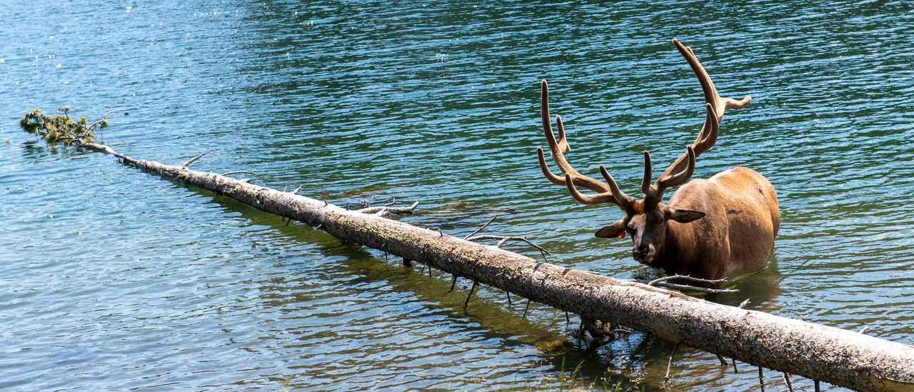 Video Of Gargantuan Elk Herd Is Going Viral — The Views Are Absolutely ...
