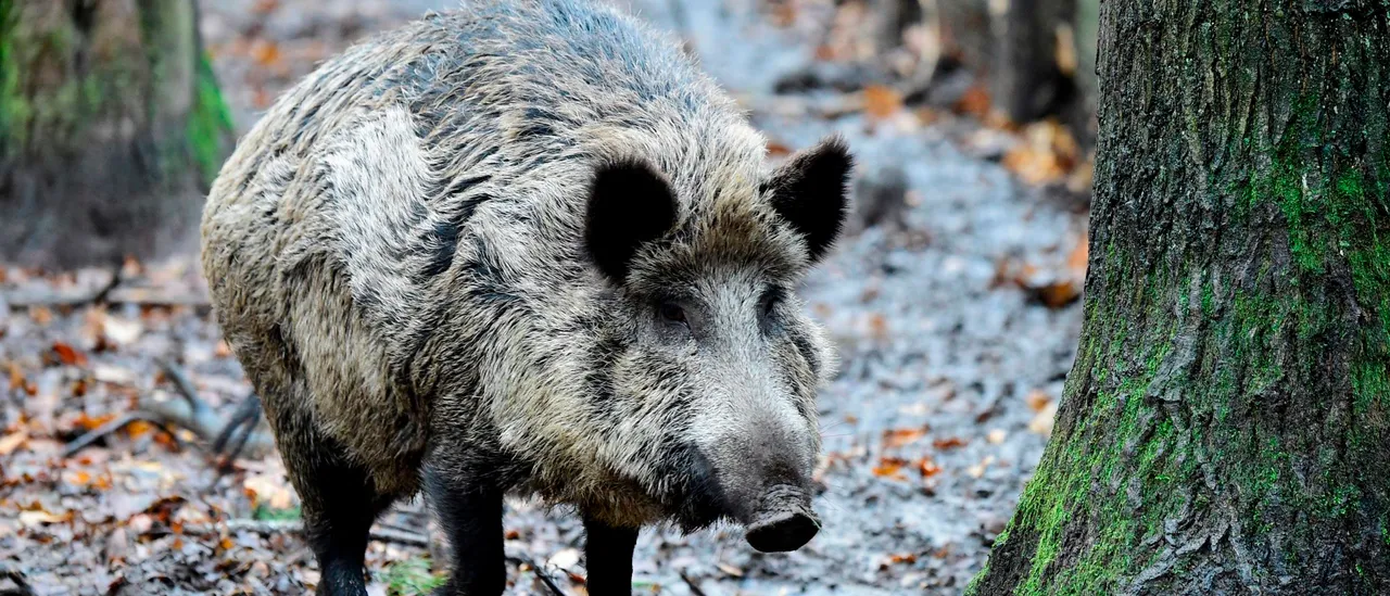 Hunter Gets Pummeled By Wild Boar, Roasted By America After Hilariously ...