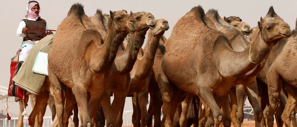Saudi Arabia Disqualifies A Bunch Of Camels From A Beauty Contest For ...
